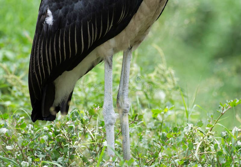 Marabou stork legs stock photo. Image of outdoors, nature - 316936192