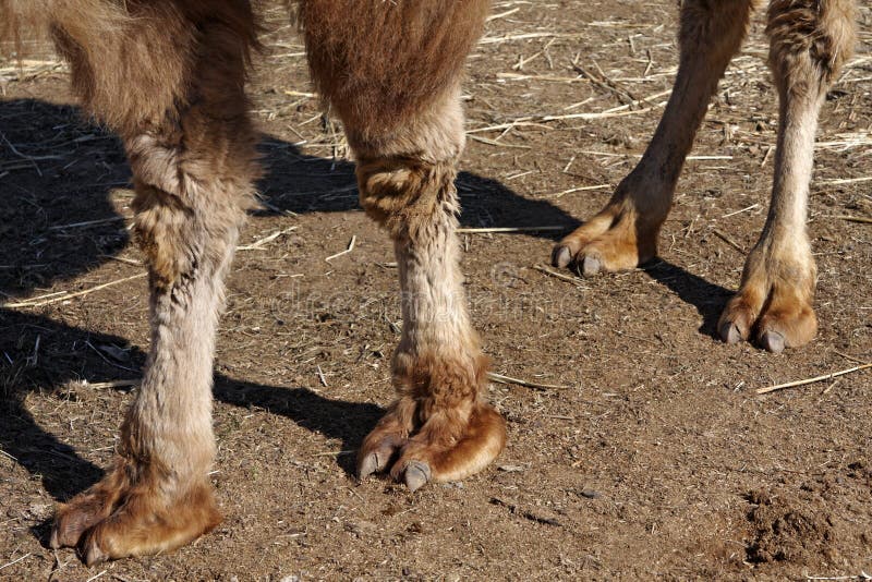 Legs of a camel stock image. Image of wool, brown, knees - 13673957