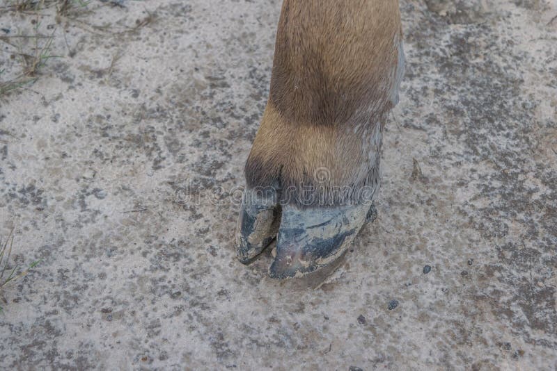 The Legs of a Cow Standing on the Ground. Stock Image - Image of hoof ...
