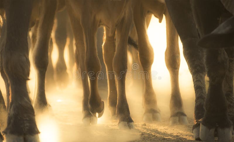 Legs of Cows. stock photo. Image of nature, white, farm - 110907372