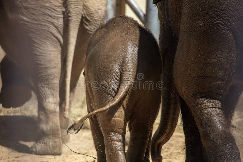 The Legs of Elephants in the Park Stock Image - Image of african ...
