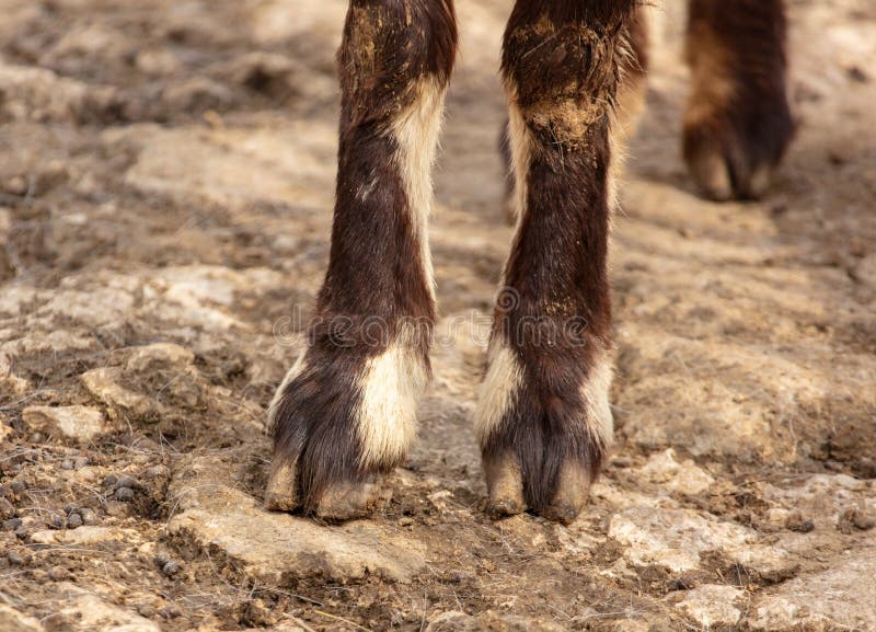 The Legs of a Mountain Sheep on the Ground in a Park Stock Image ...