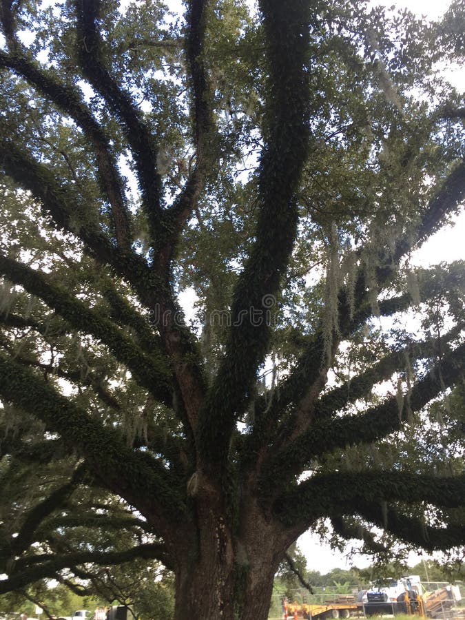 Legs oak tree stock photo. Image of tree, legs, majestic - 76201874