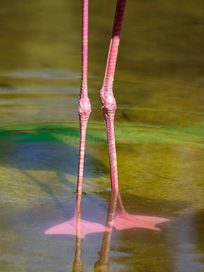 Pink flamingos at the zoo stock photo. Image of flamingos - 193309838