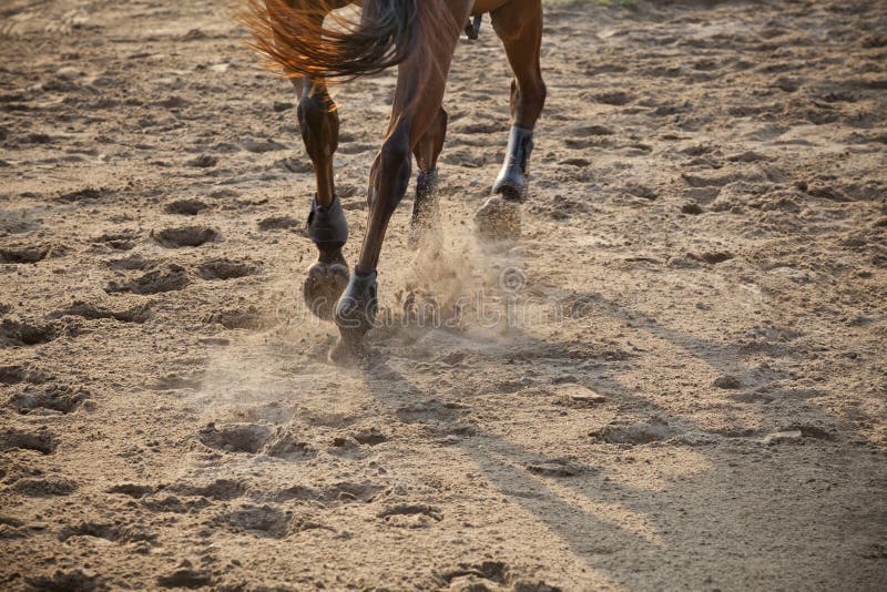 Legs of running horse stock image. Image of furry, land - 29502771