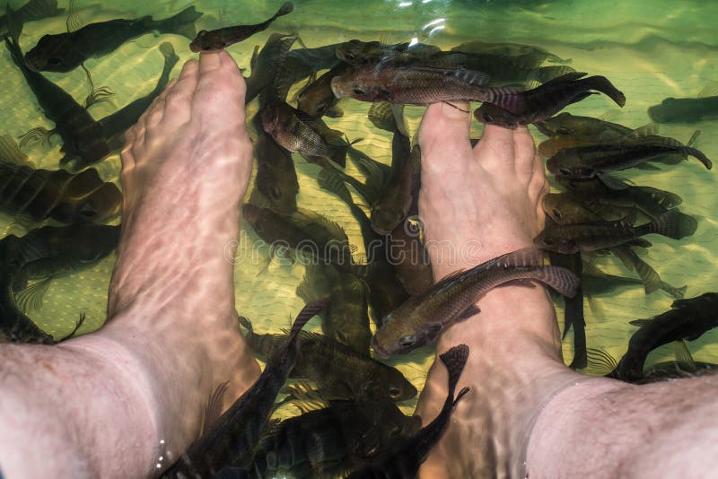 Legs under water fish spa stock image. Image of feet - 41547181