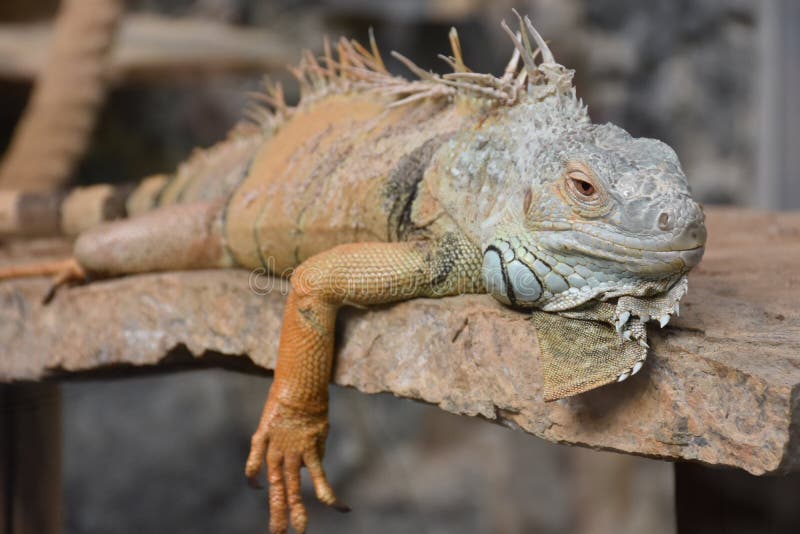 Leguaan stock foto. Image of portret, kleurrijk, nave - 101946370