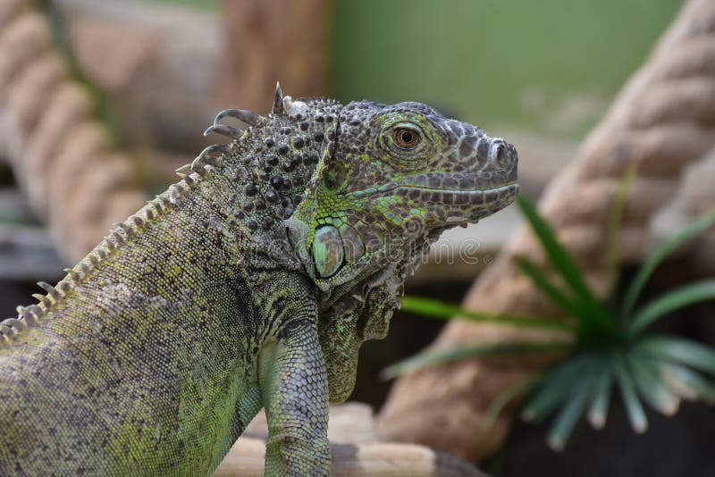 Leguaan stock foto. Image of wildernis, sauriaans, huid - 101941926