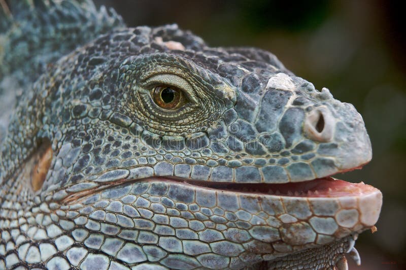 Leguaan stock foto. Image of dierentuin, amfibie, reptiel - 10381728