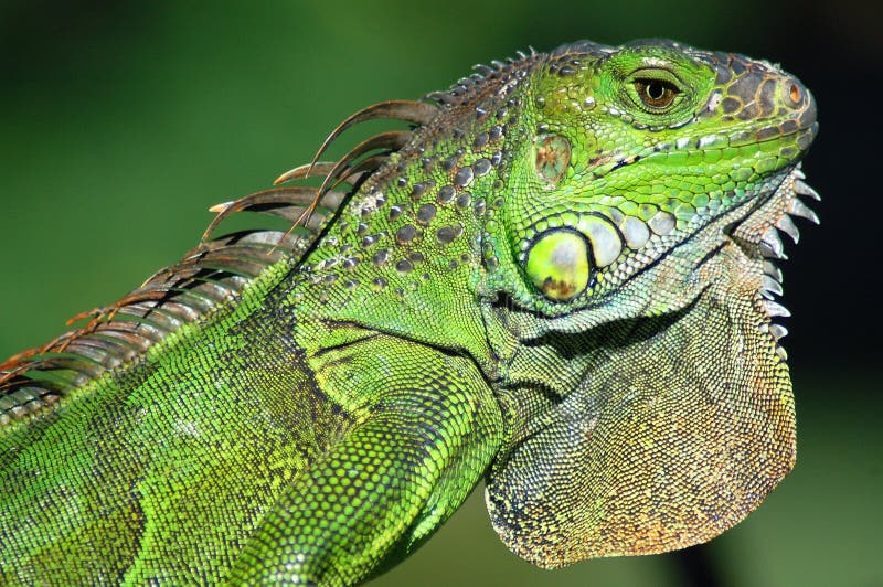 Leguaan stock foto. Image of leguaan, wild, schalen, geschraapt - 13756574