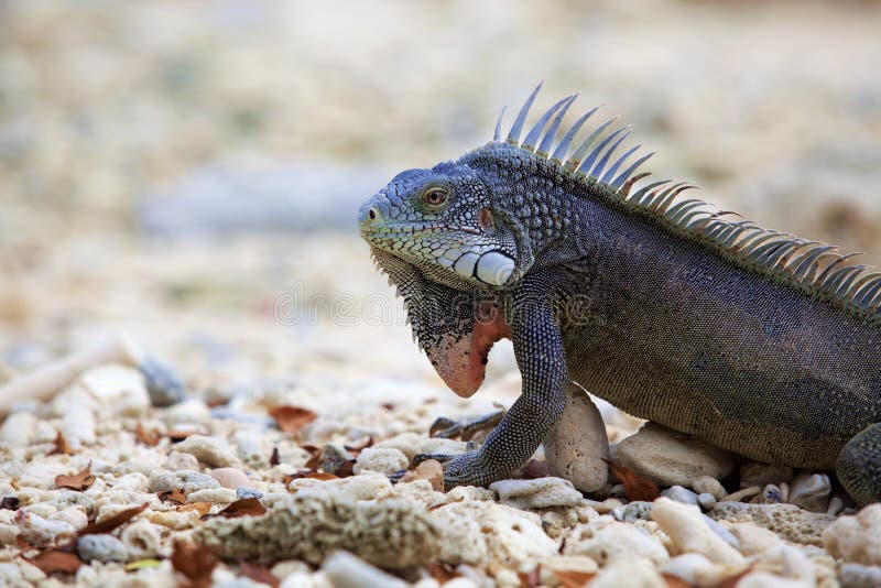 Leguaan stock afbeelding. Image of blauw, kant, eiland - 16610065