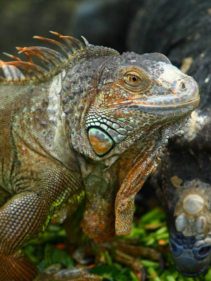 Een groene Leguaan stock afbeelding. Afbeelding bestaande uit draken ...