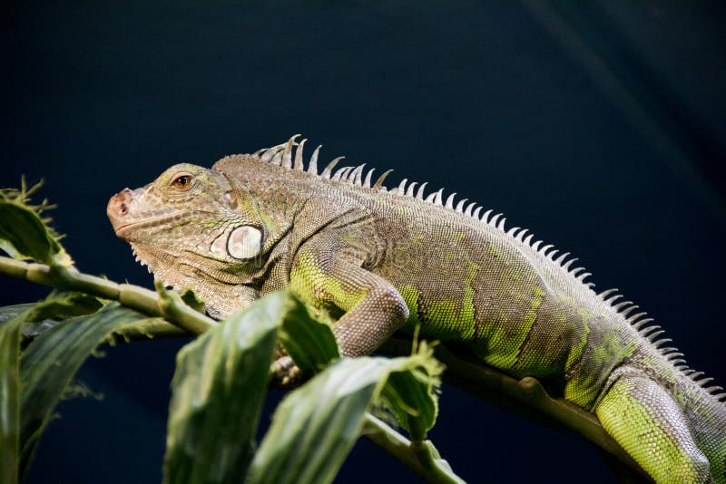 Leguaan stock afbeelding. Image of reptielen, amerika - 20435575