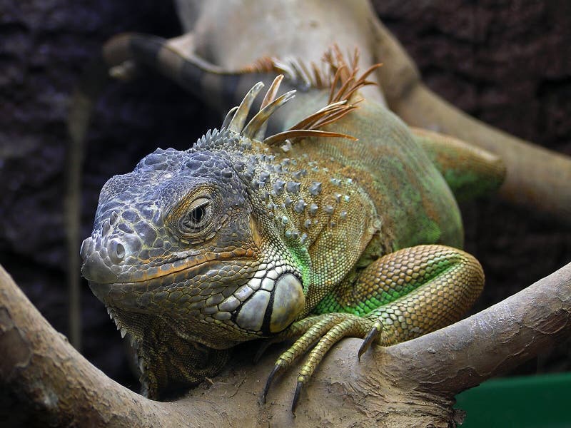 Leguaan stock foto. Image of wildernis, dier, dinosaurus - 3010792