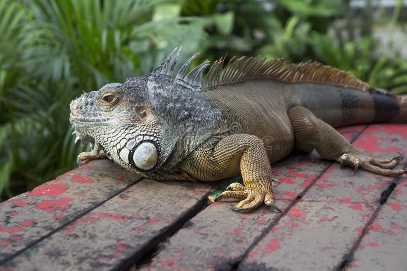 Leguaan stock foto. Image of leguaan, draak, ogen, schalen - 47681586