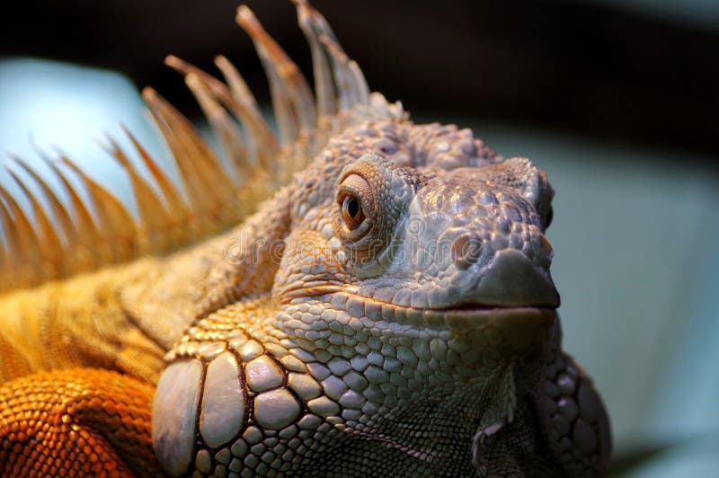 Leguaan stock afbeelding. Image of rome, volgzaam, huid - 49382161