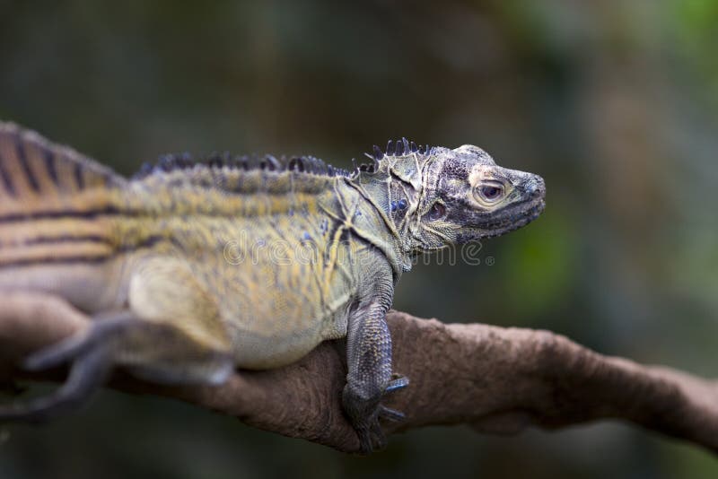 Leguaan stock foto. Image of wildernis, dier, regen, wild - 7448664