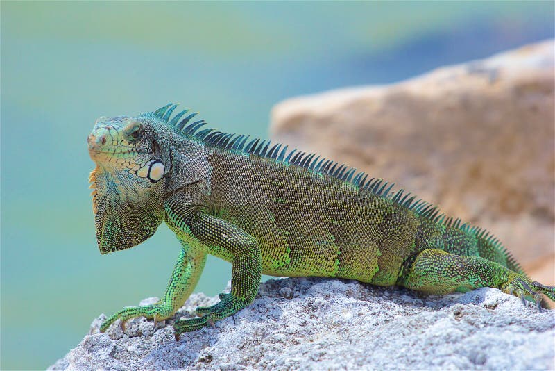 Leguaan stock foto. Image of gevangenschap, aandachtig - 88602110