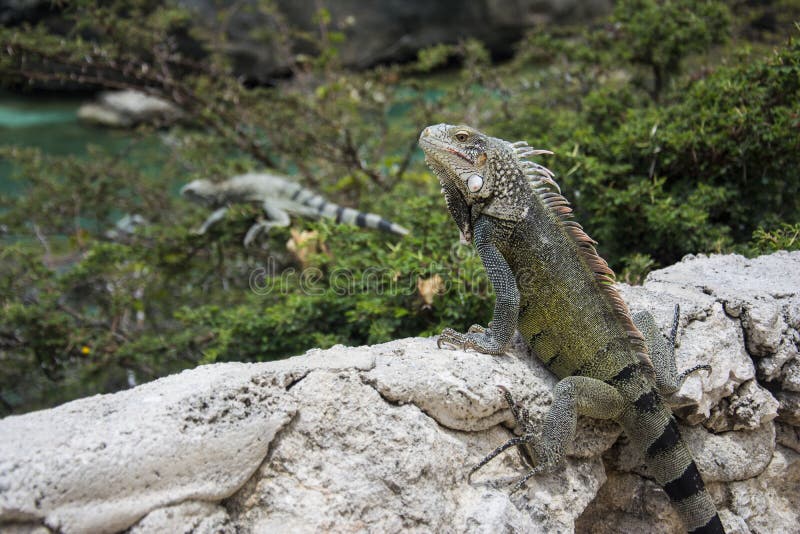 Leguaan Bij Het Strand in Curacao Stock Foto - Image of antillen, groen ...