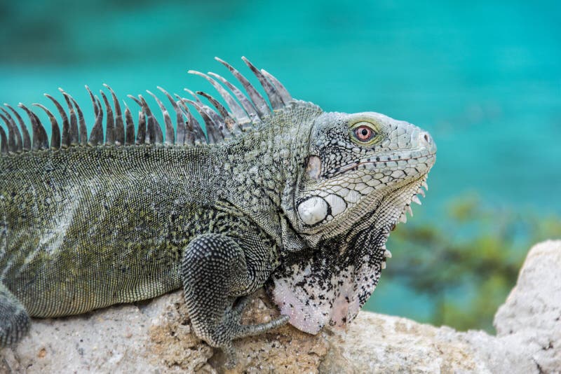 Iguana Op Het Strand in Curaçao Stock Afbeelding - Image of stekels ...