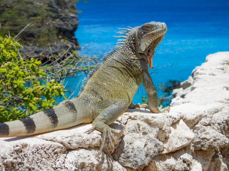 Leguaan en het overzees stock foto. Image of mening, kustlijn - 45768538