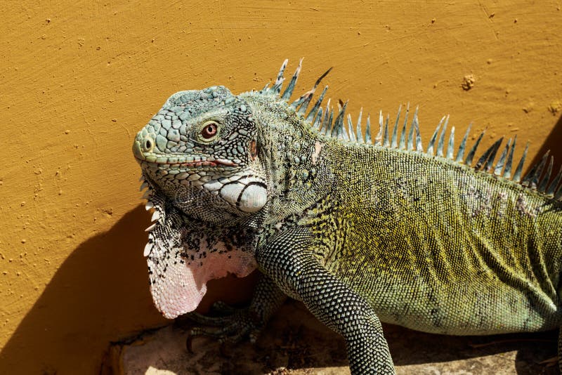 Leguaan Bij Het Strand In Curacao Stock Foto - Afbeelding bestaande uit ...