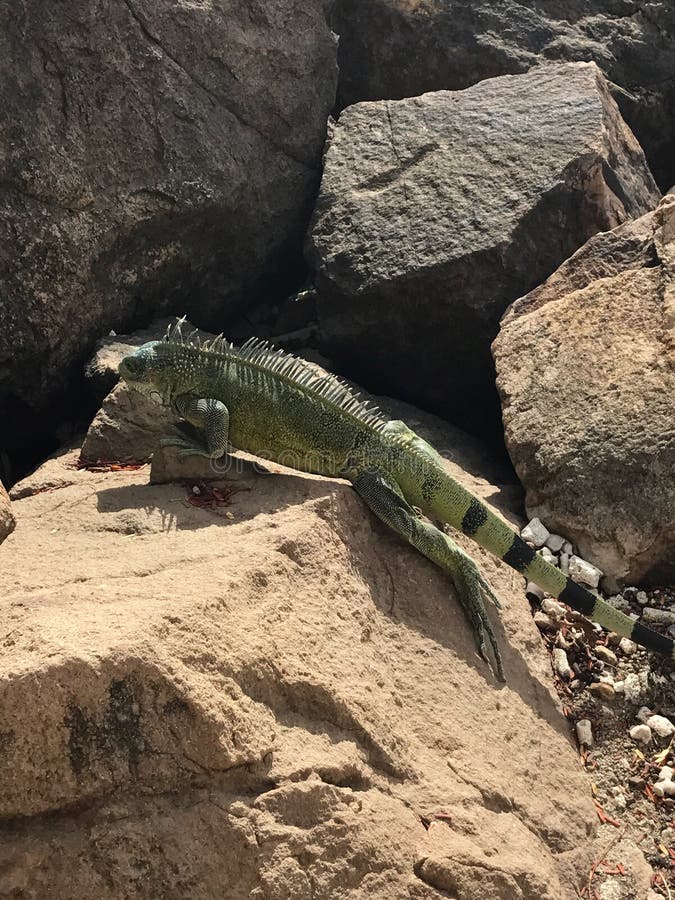 Leguaan Bij Het Strand In Curacao Stock Foto - Afbeelding bestaande uit ...