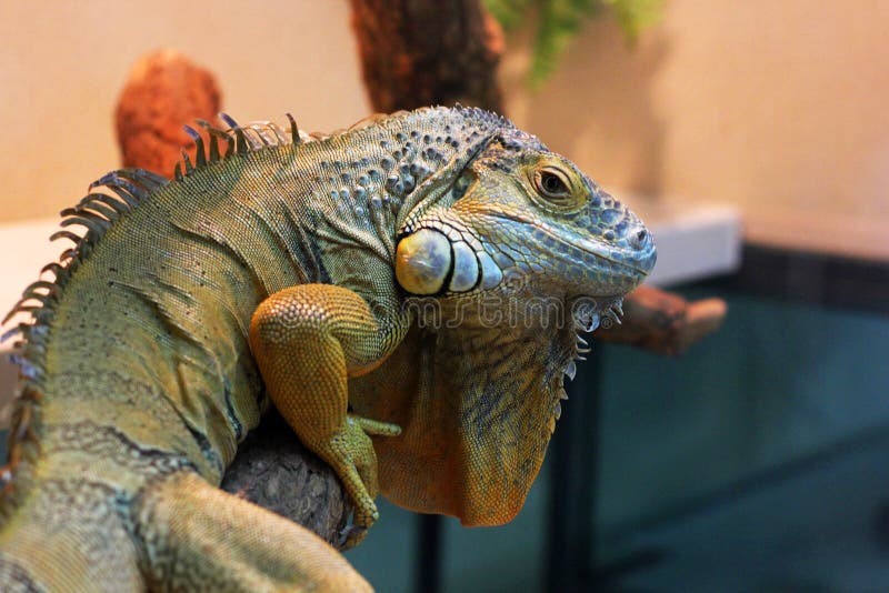 Grote hagedis in terrarium stock foto. Image of woestijn - 144275822
