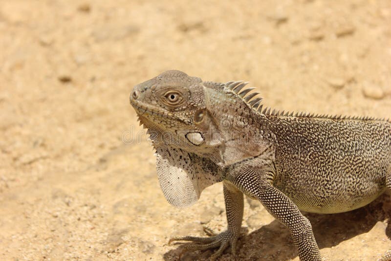 Leguaan Groene Bonaire stock afbeelding. Image of dier - 12518107