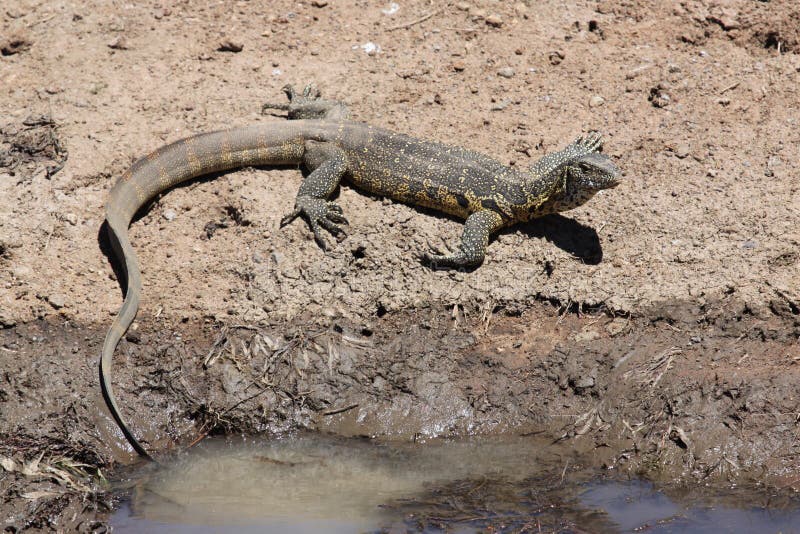 Leguaan or Water Monitor Reptile Stock Photo - Image of carnivore ...