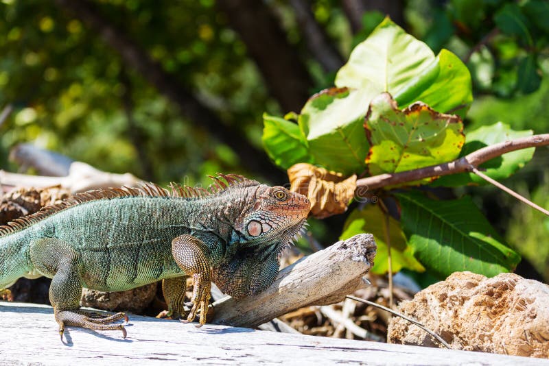 Leguan fotografering för bildbyråer. Bild av costa, natur - 108299099