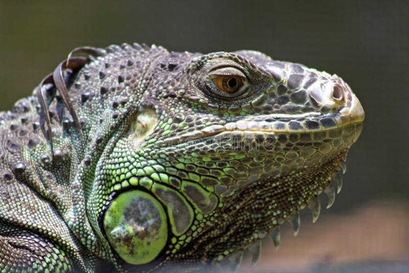 Leguan stock image. Image of portrait, lizard, gray, green - 10922907