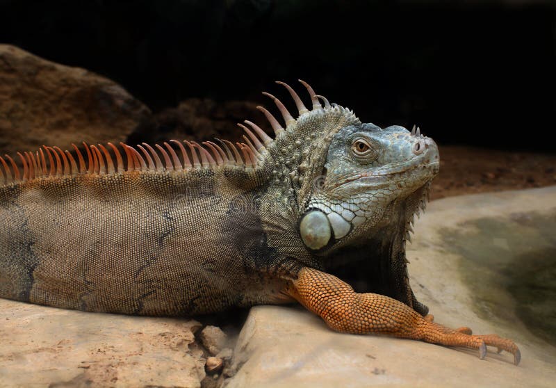 Leguan stockfoto. Bild von makro, nave, gestänge, wild - 10973752