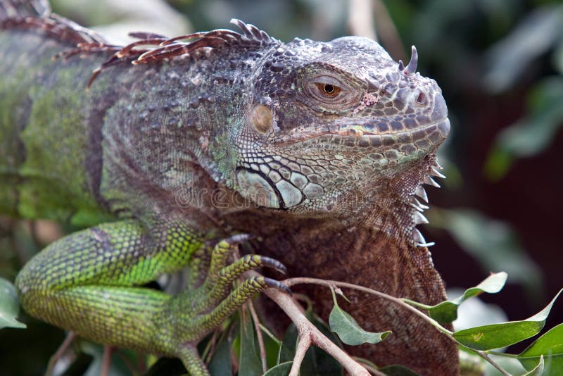Leguan fotografering för bildbyråer. Bild av foto, reptil - 11661683