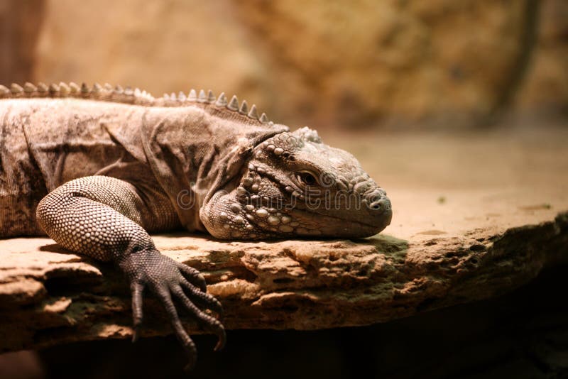 Leguan stock photo. Image of skin, animal, leguan, living - 12749224