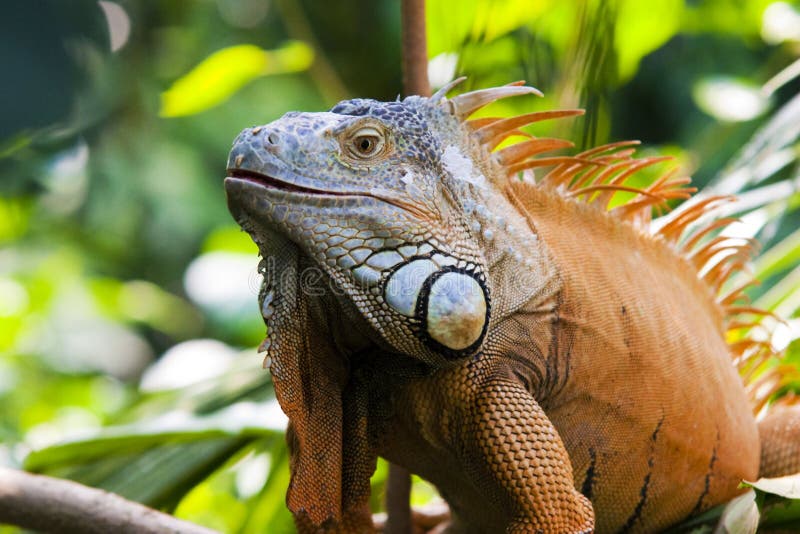 Leguan stock image. Image of spiky, closeup, wild, resting - 12759183