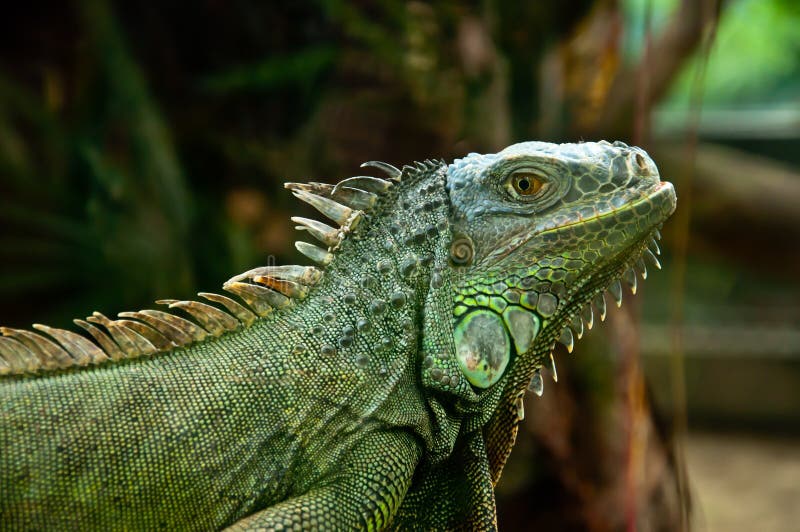 Leguan fotografering för bildbyråer. Bild av monster - 18094939