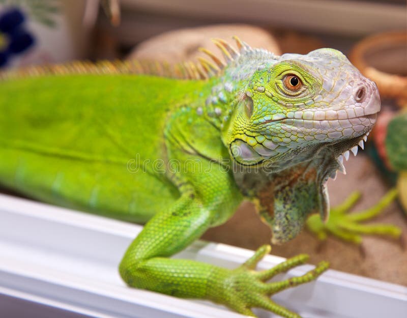 Leguan stockbild. Bild von reptil, haustier, öffnung - 20601685