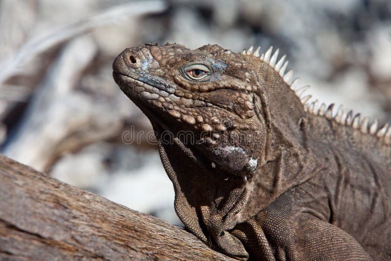 Galapagos leguan arkivfoto. Bild av gulligt, galapagos - 18415538