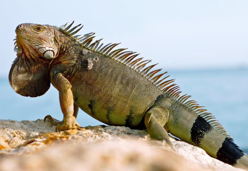 Aruba-Leguan stockfoto. Bild von leguan, aruba - 1132782