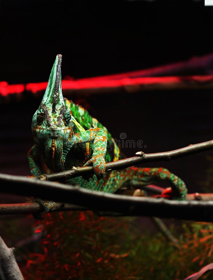 Leguan stock photo. Image of beautiful, cute, branch, tropic - 3901400