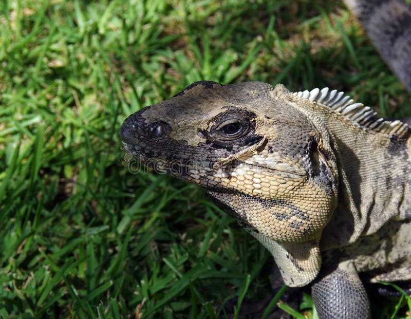 Leguan fotografering för bildbyråer. Bild av utgjutelse - 43786433