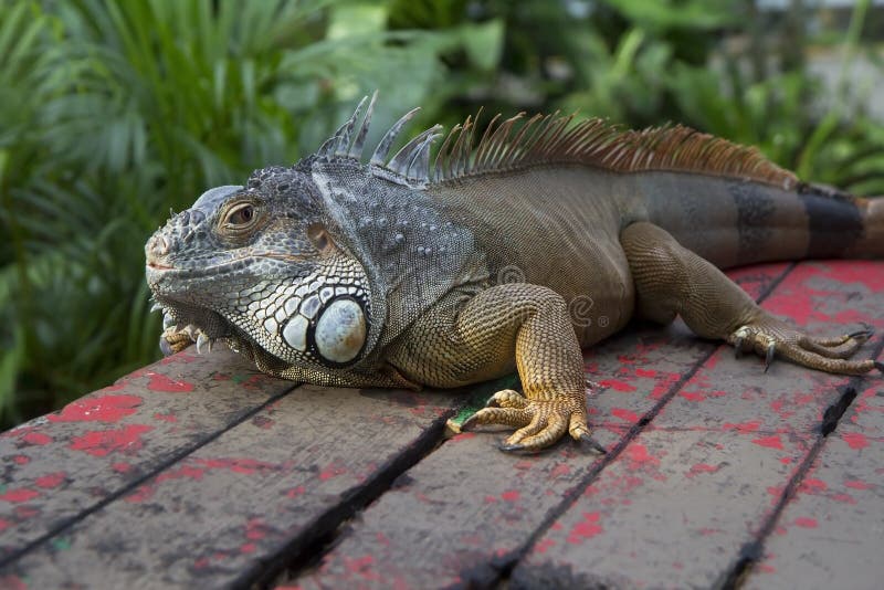 Leguan stockfoto. Bild von reptil, drache, greifer, tatzen - 92160112