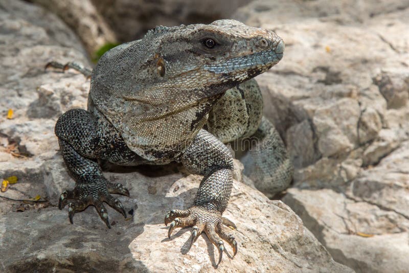 Leguan arkivfoto. Bild av leguan, reptilar, angus, yucatan - 50630152