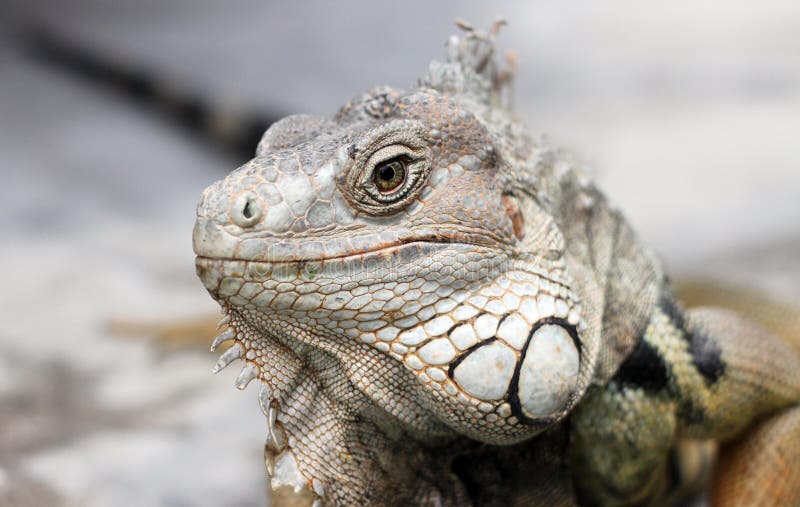 Leguan fotografering för bildbyråer. Bild av indonesisk - 60276679