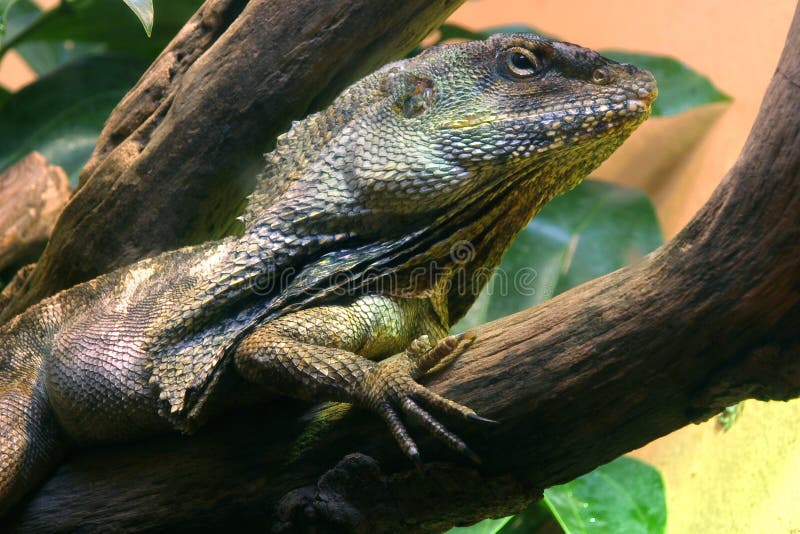 Leguan arkivfoto. Bild av anhydrous, leguan, skräddarsydd - 7258506