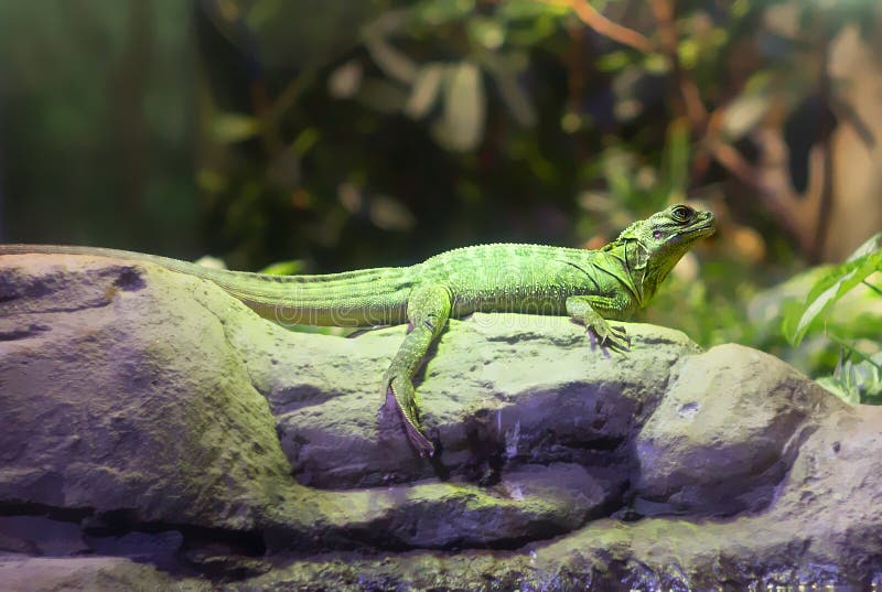 Leguan stockfoto. Bild von reptil, drache, greifer, tatzen - 92160112