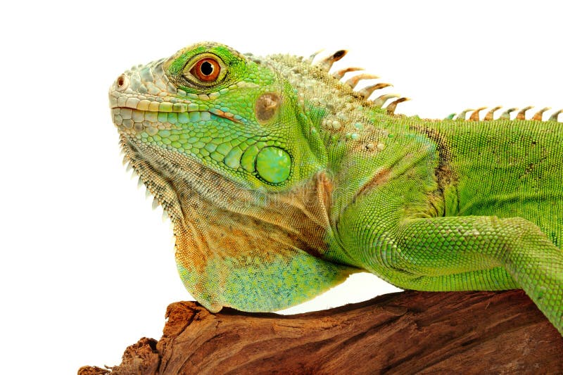 Leguan arkivfoto. Bild av kropp, ödla, miljö, husdjur - 7555484