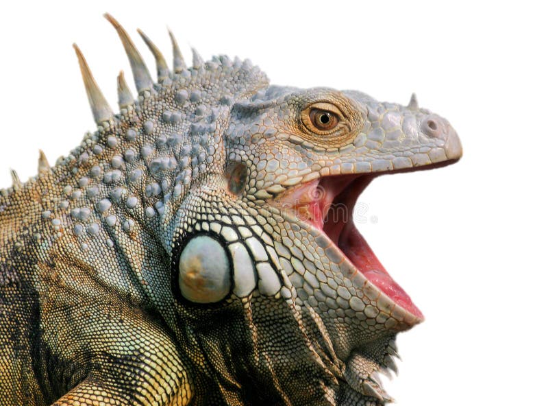 307 Leguan Lizard Stock Photos - Free & Royalty-Free Stock Photos from ...