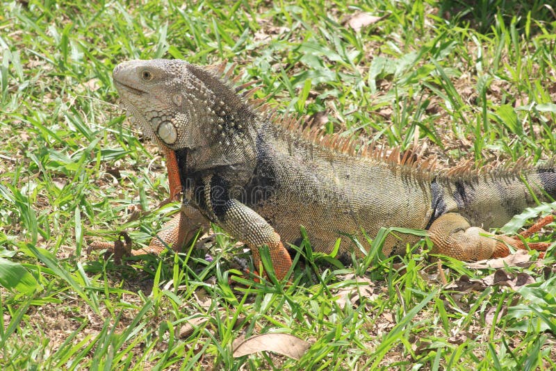 `-Leguan`, fotografering för bildbyråer. Bild av kolombia - 93637123